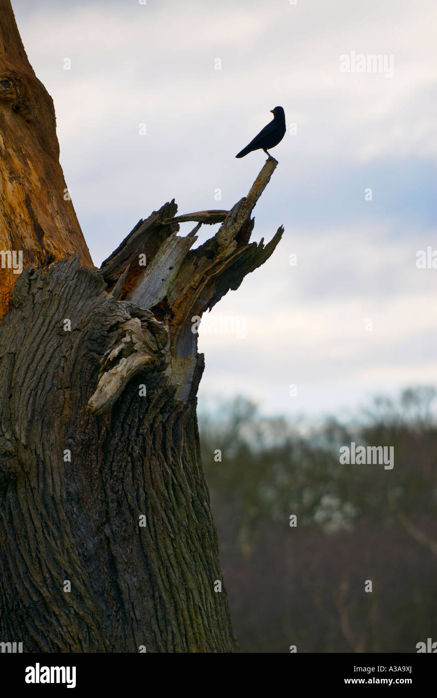 Silhouette of crow on dead tree in Richmond Park Stock Photo - Alamy