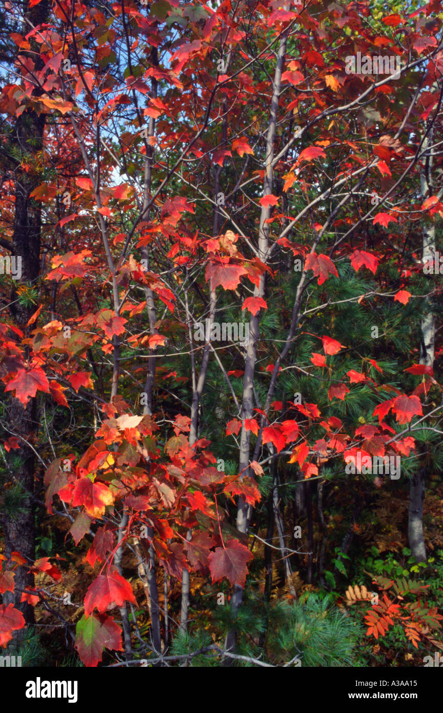 Maple tree in autumn Canada Stock Photo - Alamy