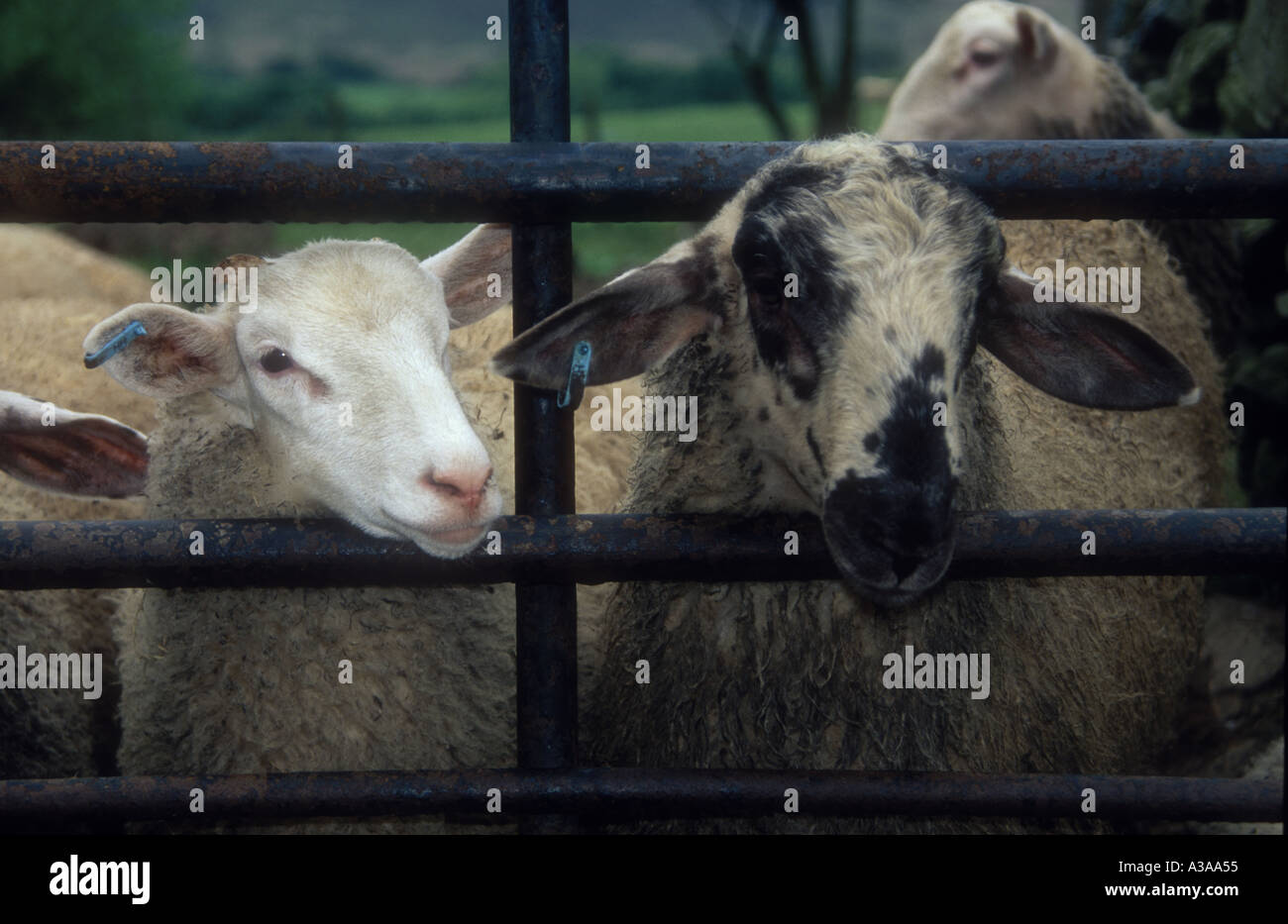 Sheep at gate Stock Photo - Alamy