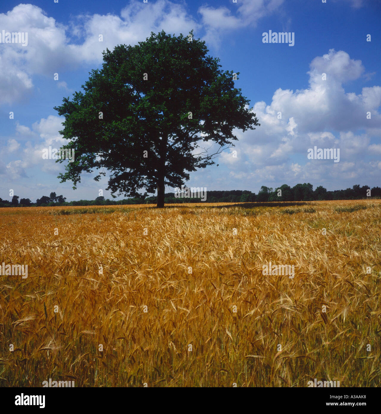 Tree in field of golden barley Suffolk England Stock Photo - Alamy