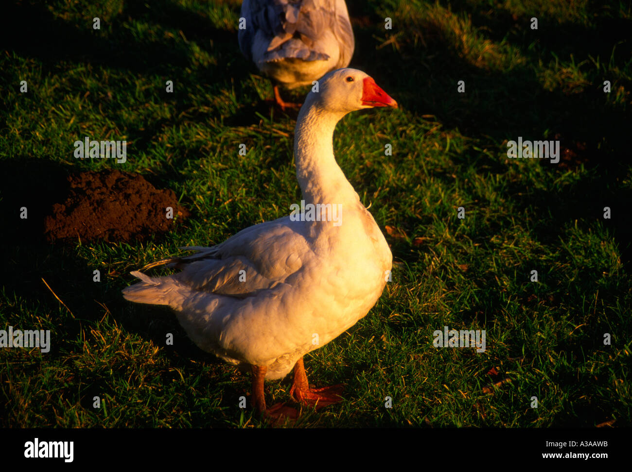 White female geese hi-res stock photography and images - Alamy