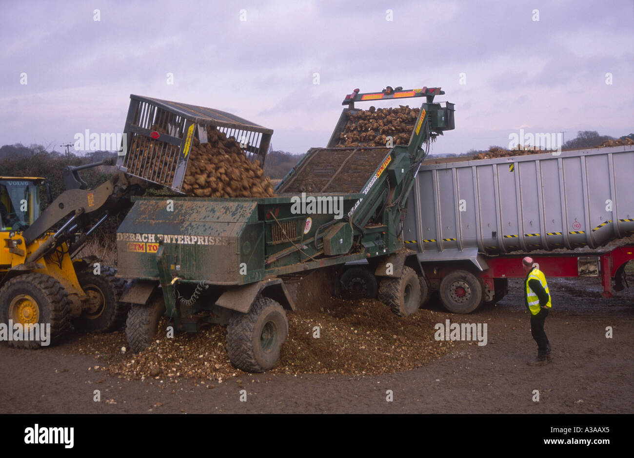 Sugar beet being loaded by tractor onto lorry trailer for transport ...