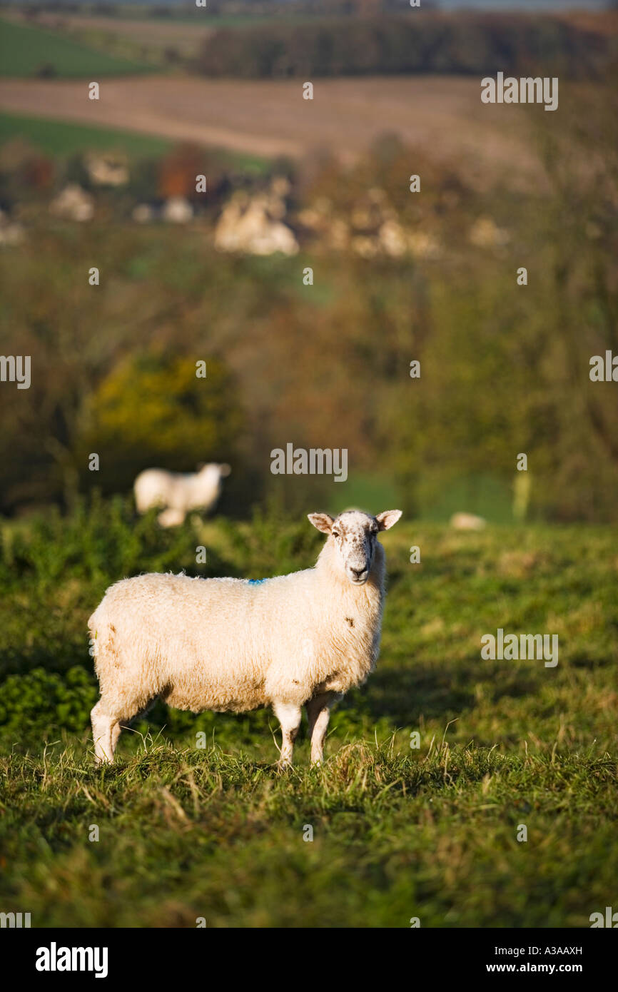Cotswold sheep hi-res stock photography and images - Alamy