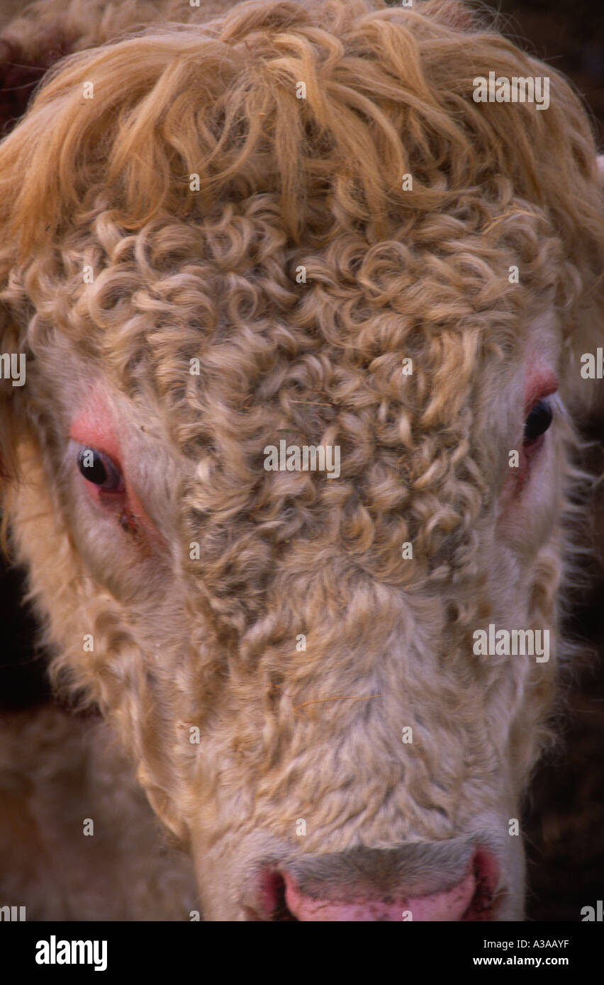 Hereford bull face close up Stock Photo - Alamy