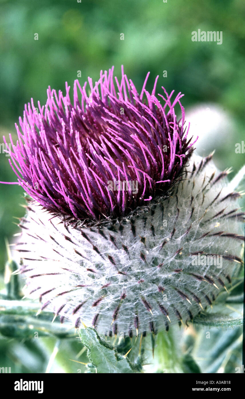 Woolly Thistle Flower Head Cirsium eriophorum Stock Photo - Alamy