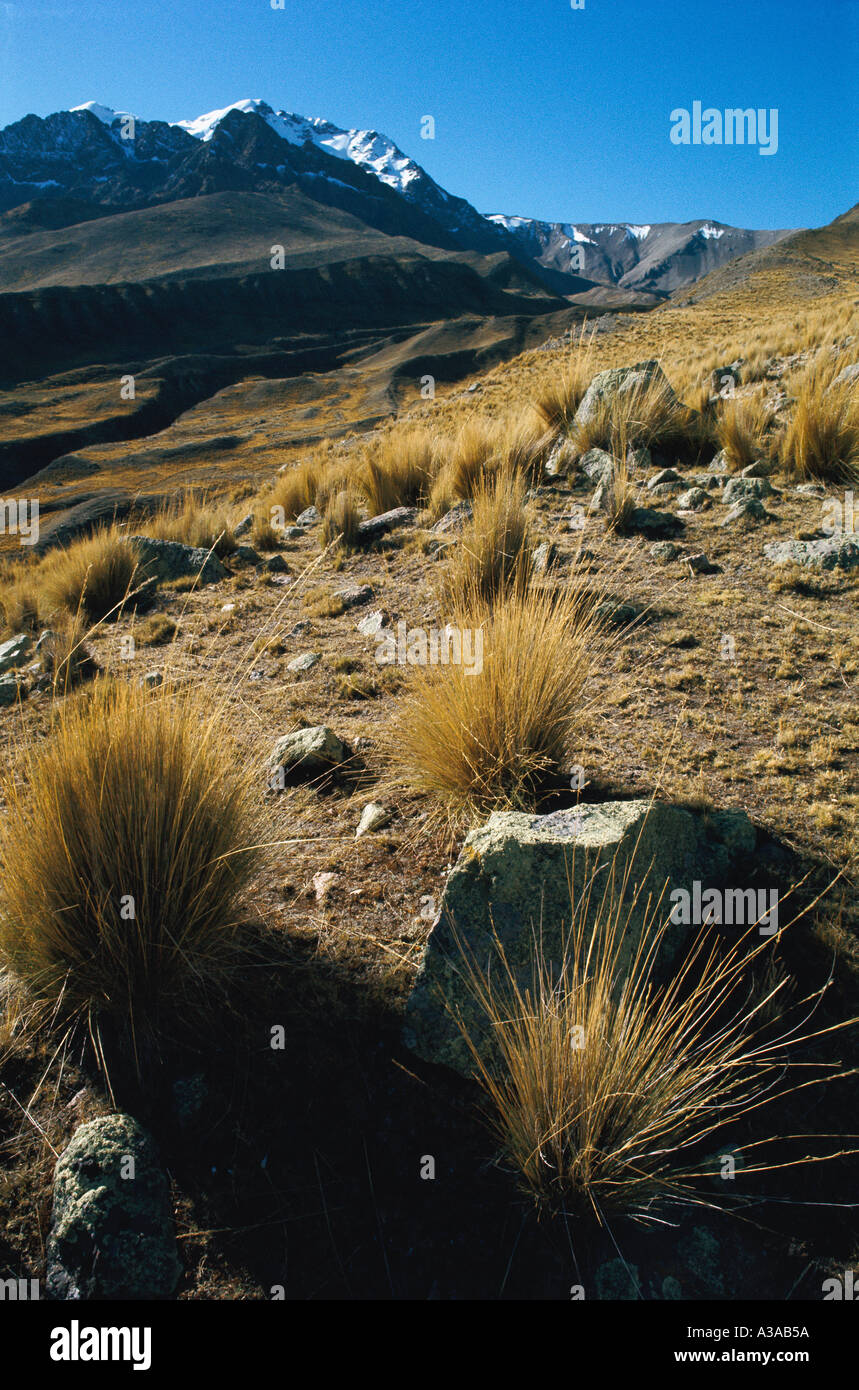 Puna Peru Grassland High Resolution Stock Photography and Images - Alamy