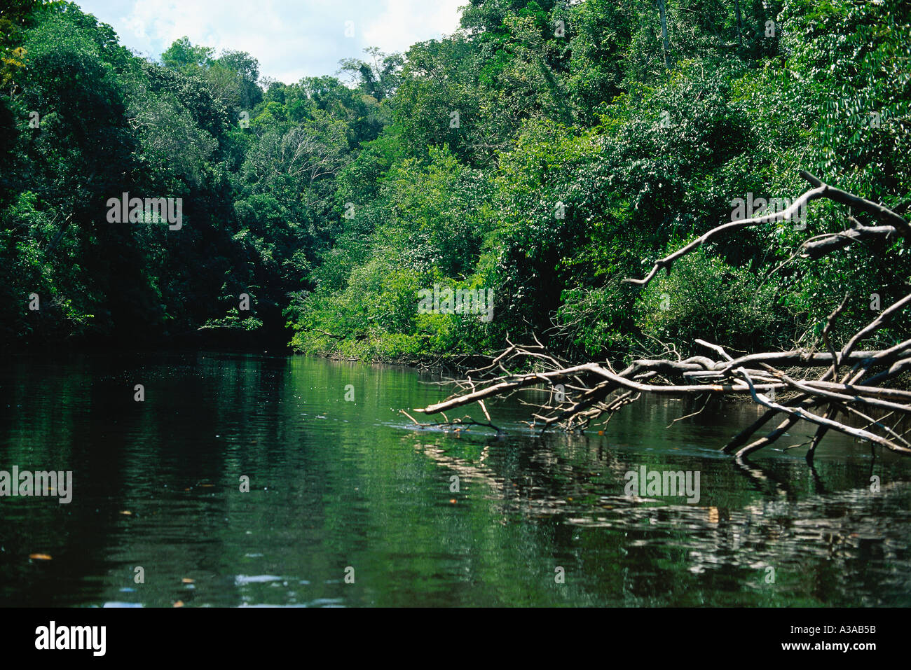 Amazonas river rainforest brazil hi-res stock photography and images ...