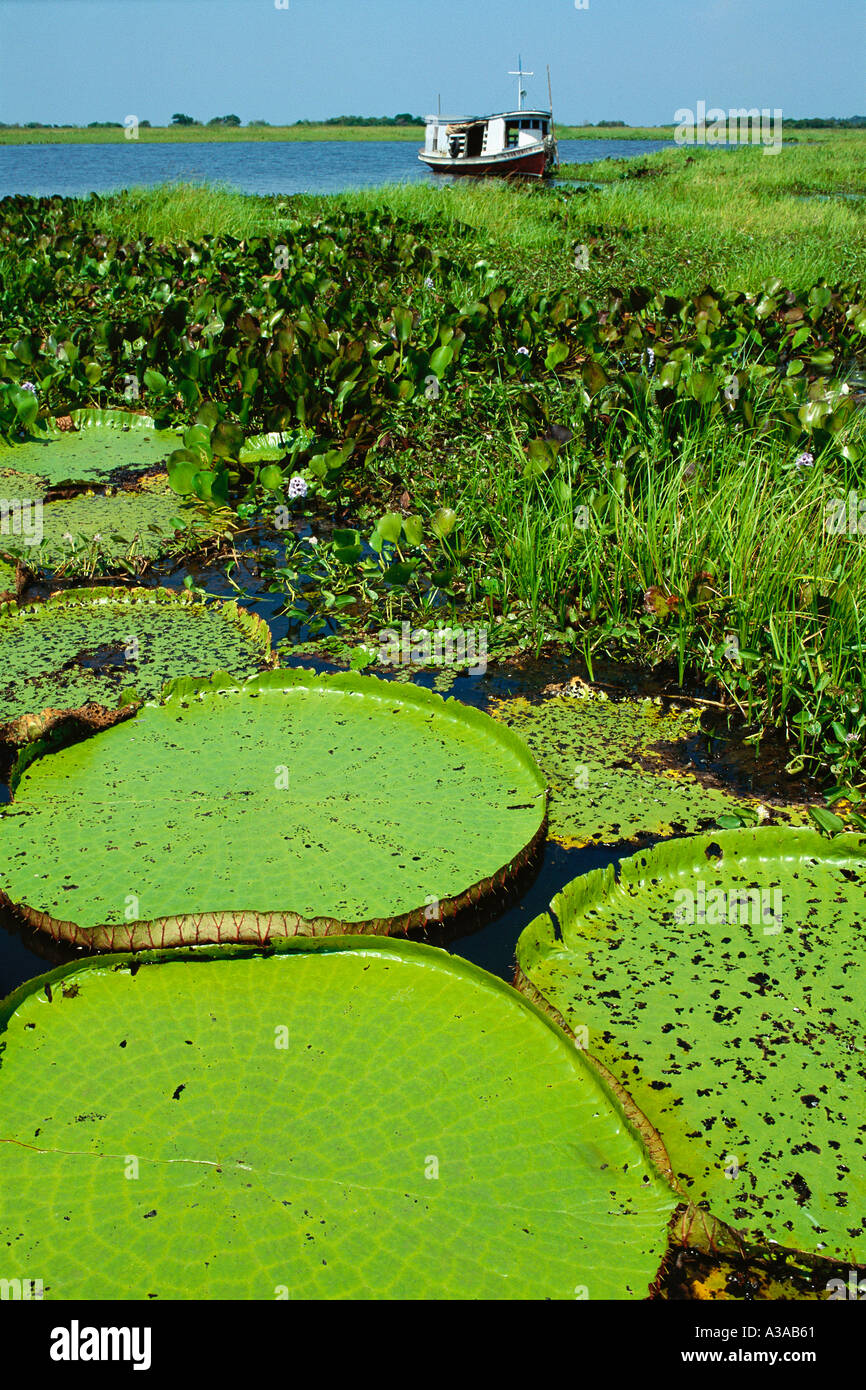 Giant Water Lily Amazon Rainforest