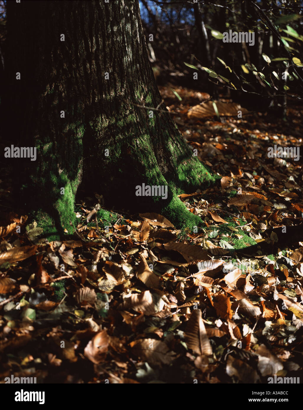 Tree trunk in autumn Stock Photo - Alamy