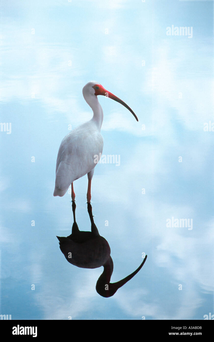Eudocimus Albus Bird Wades in Sky Reflection Stock Photo - Alamy
