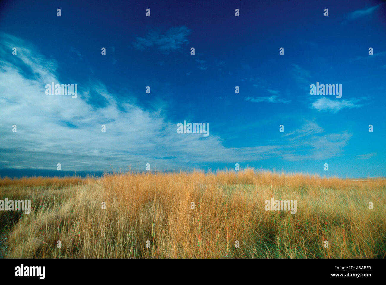 Prairie grass great plain hi-res stock photography and images - Alamy