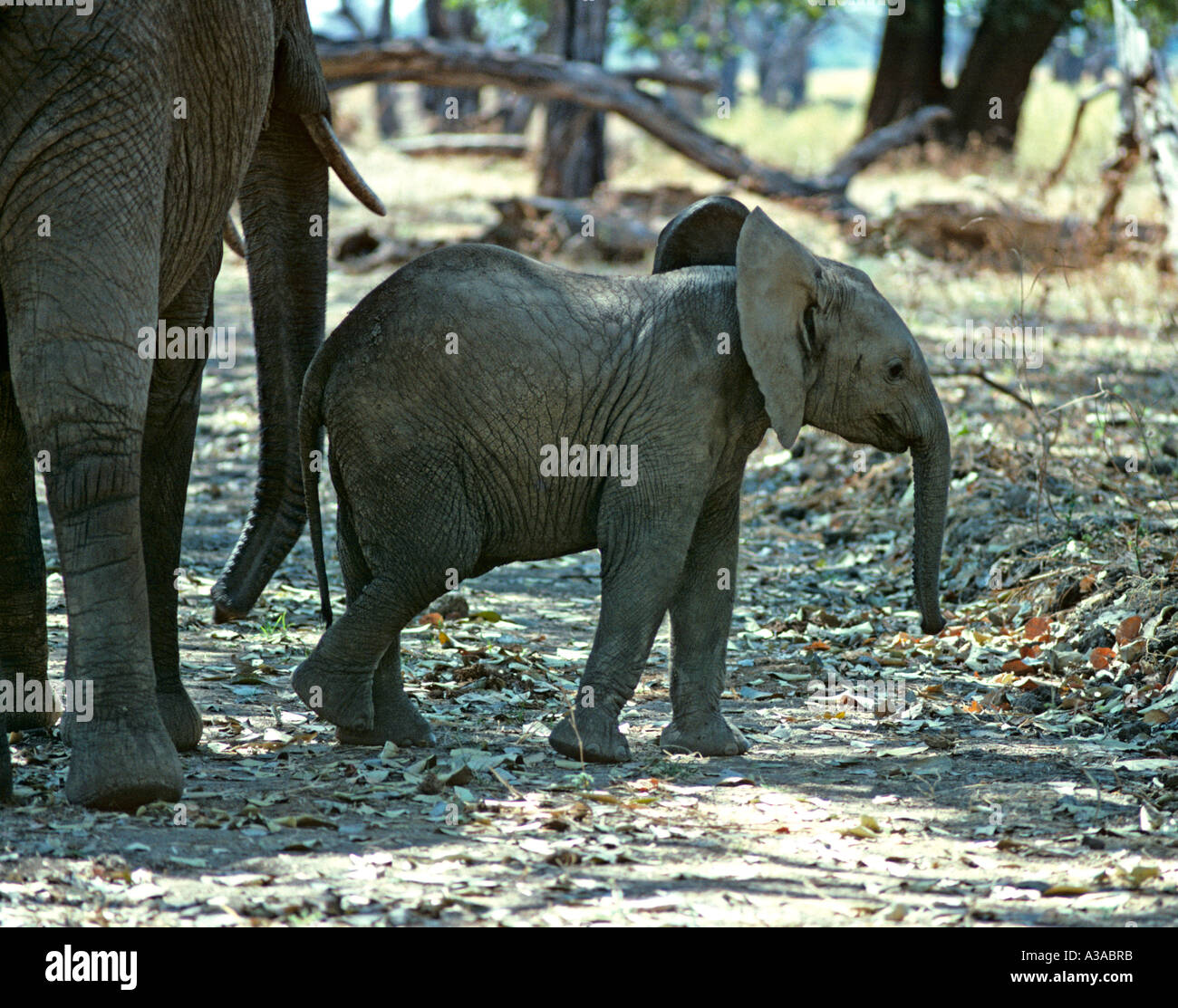 Baby elephant exploring hi-res stock photography and images - Alamy