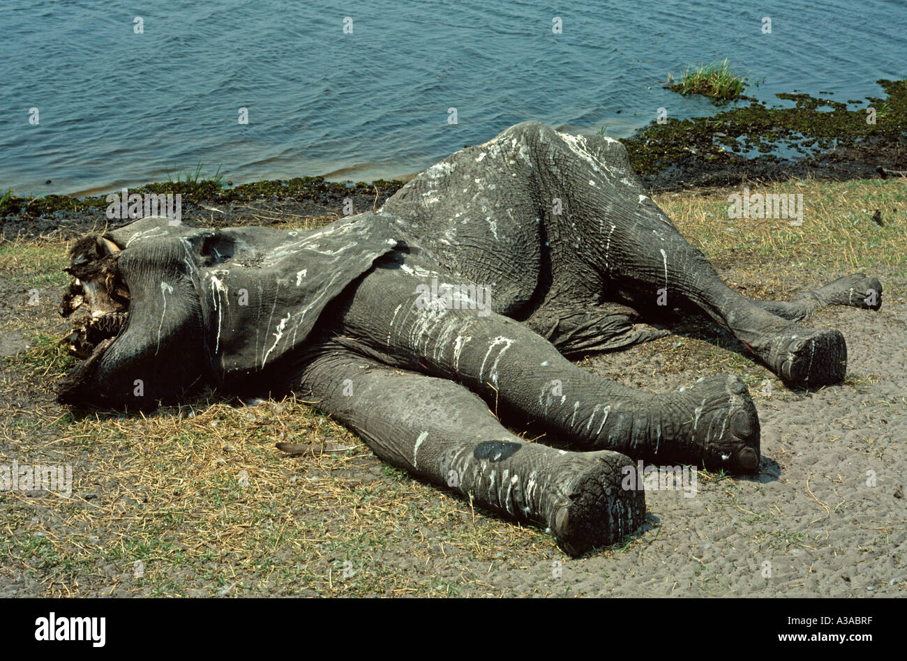 Elephant hunted hi-res stock photography and images - Alamy