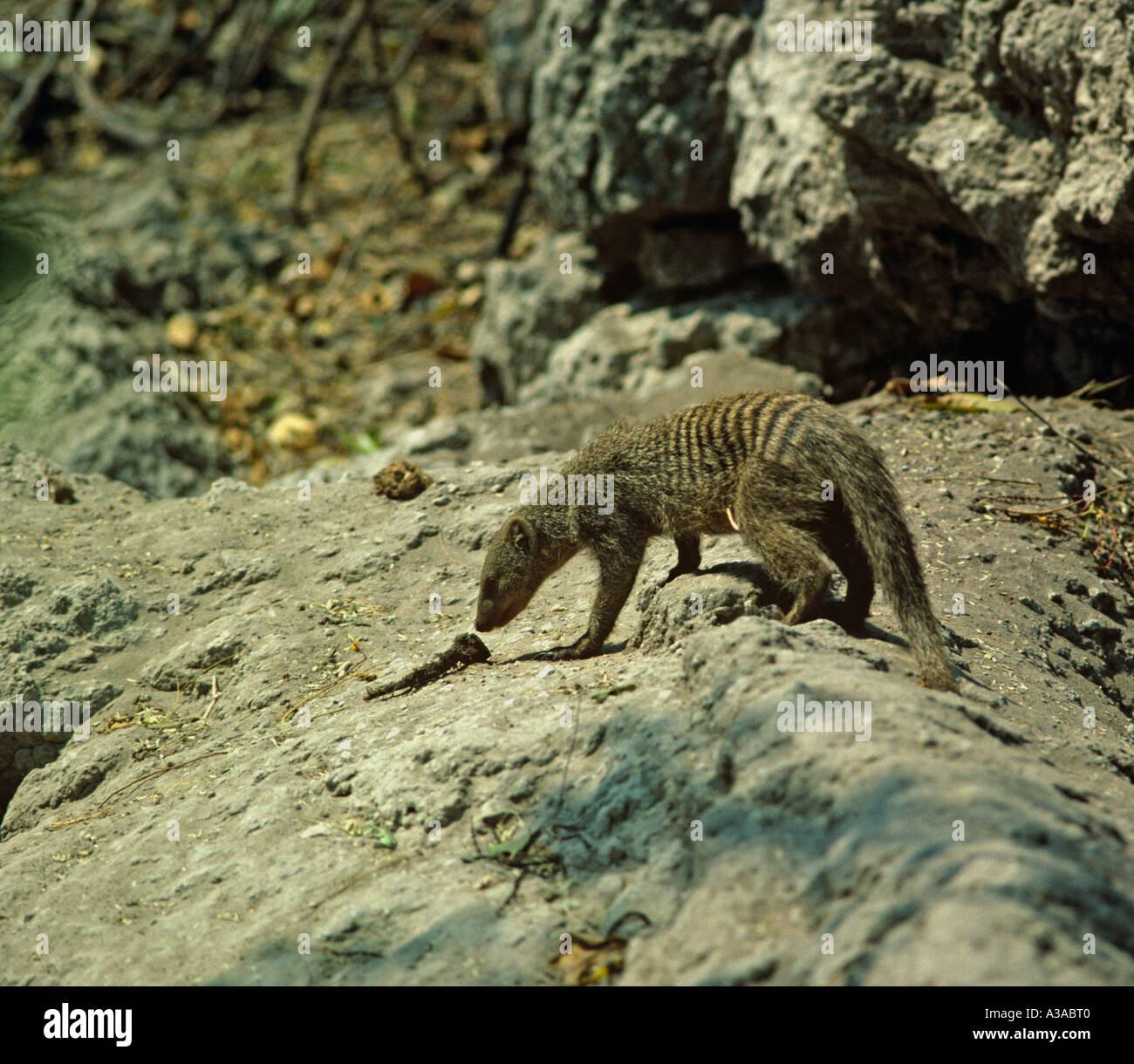 Banded mongoose in african hi-res stock photography and images - Alamy