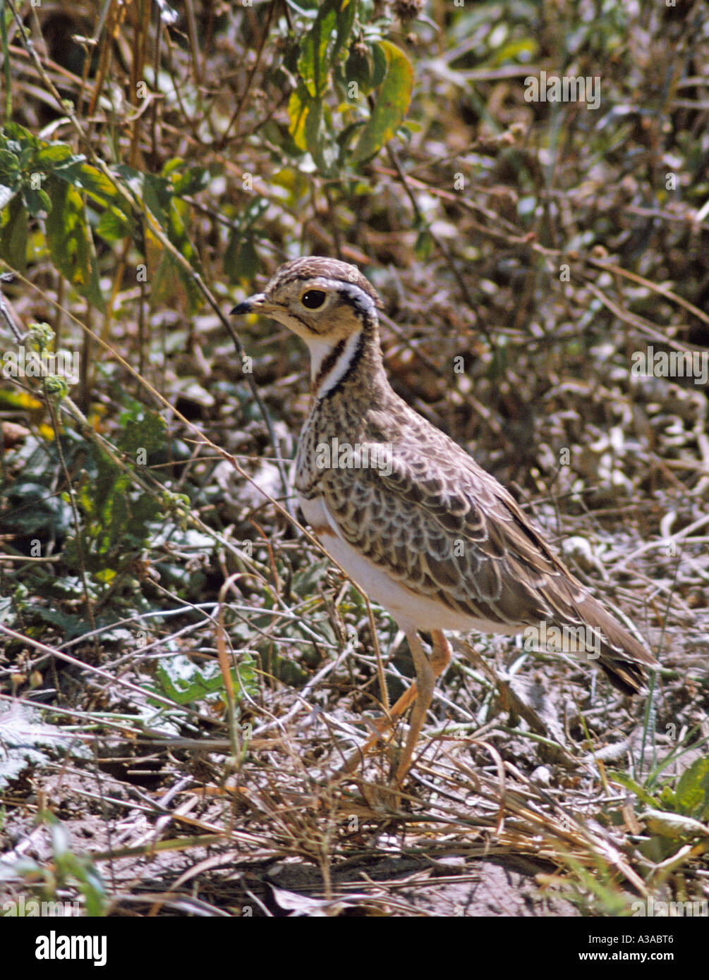 Rhinoptilus cinctus hi-res stock photography and images - Alamy