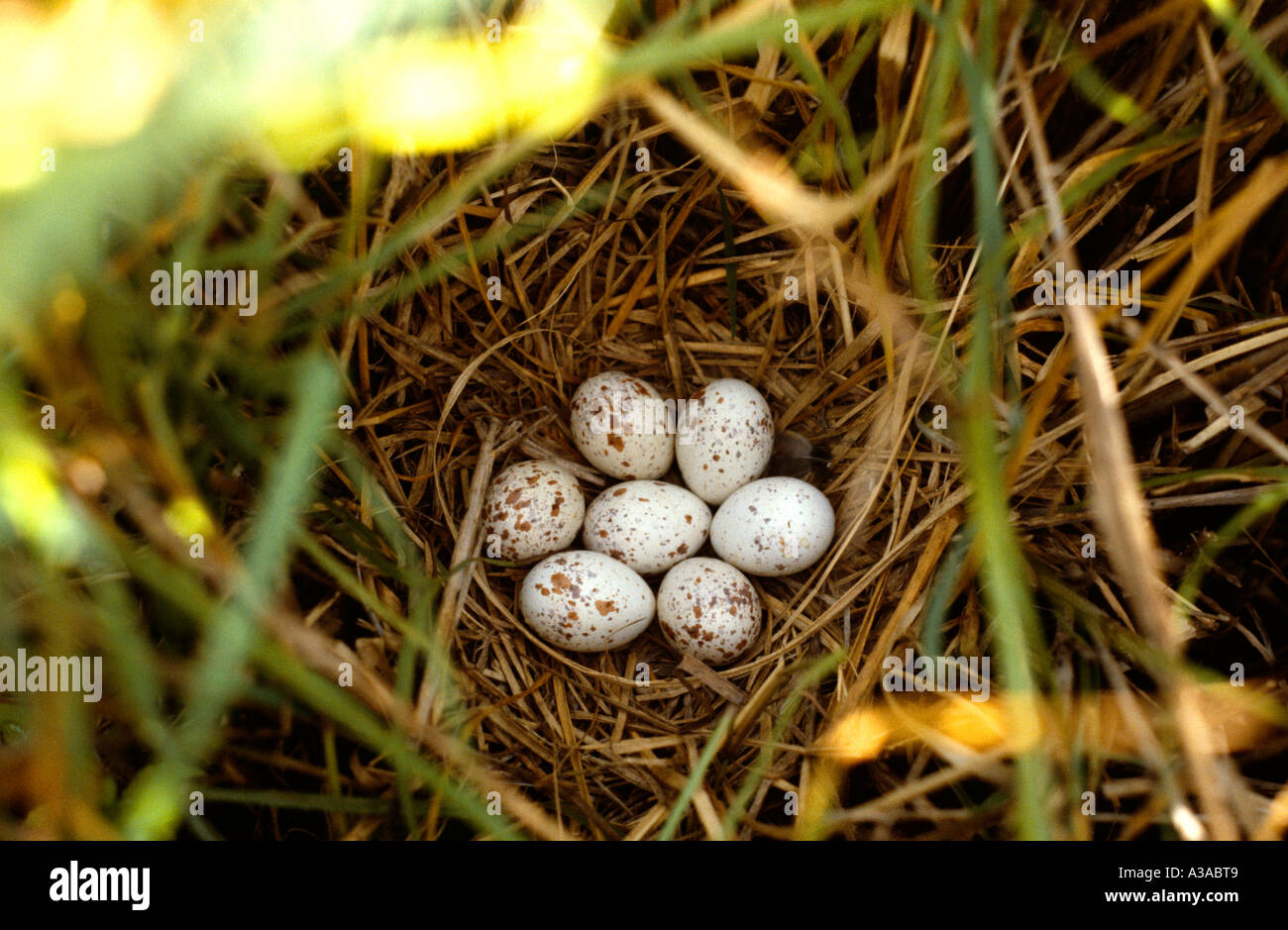 Crake species hi-res stock photography and images - Alamy
