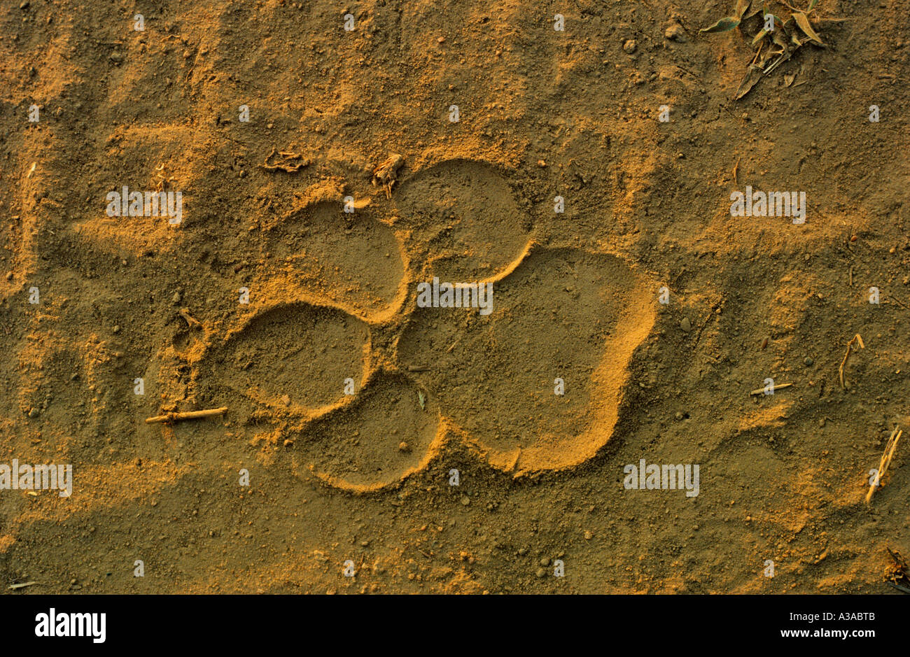 Lion spoor hi-res stock photography and images - Alamy
