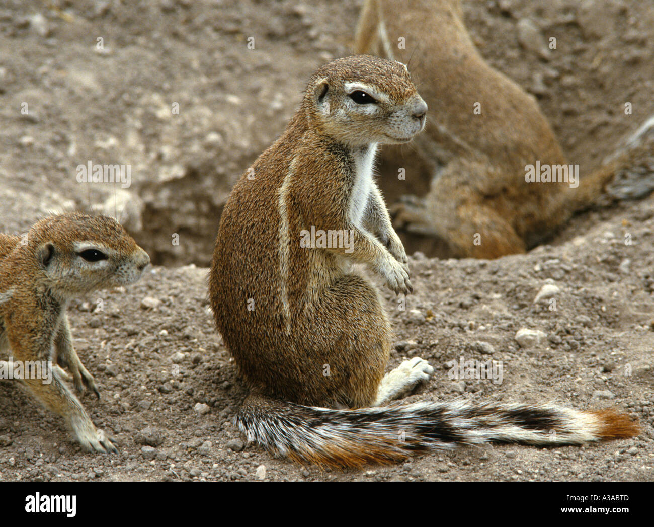 Cape Ground Squirrel family Stock Photo - Alamy