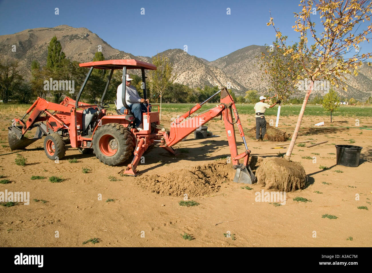 Backhoe, worker digging hole to plant tree Stock Photo - Alamy