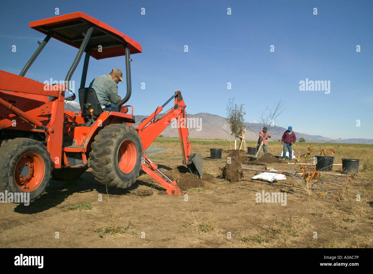 Worker operating backhoe, planting of trees Stock Photo - Alamy
