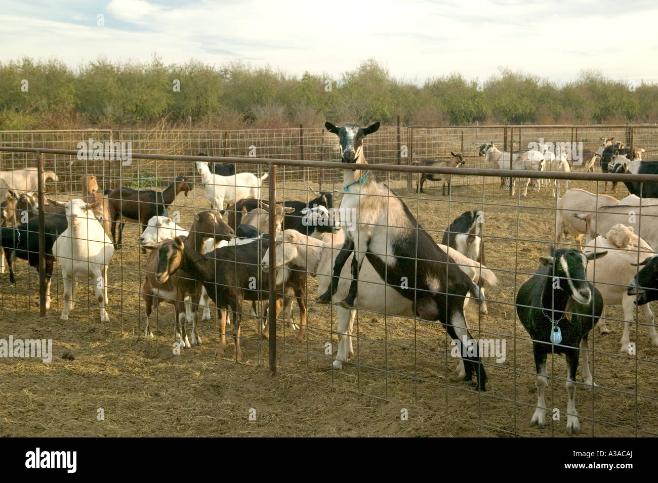 Dairy goat farm Stock Photo - Alamy