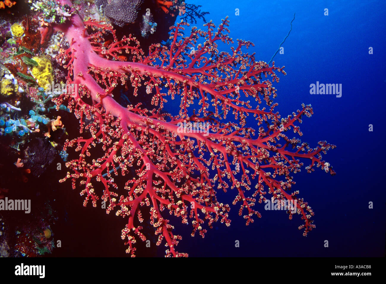 Soft coral at Big Drop Off Ngemelis Wall Palau Micronesia Stock Photo ...