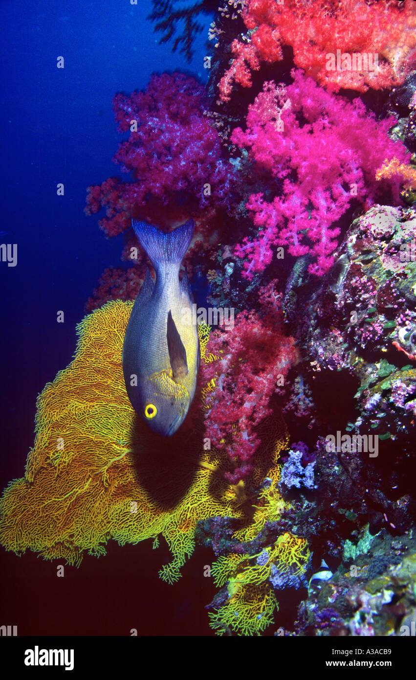 Black and white snapper Macolor macularis soft corals and sea fan at ...