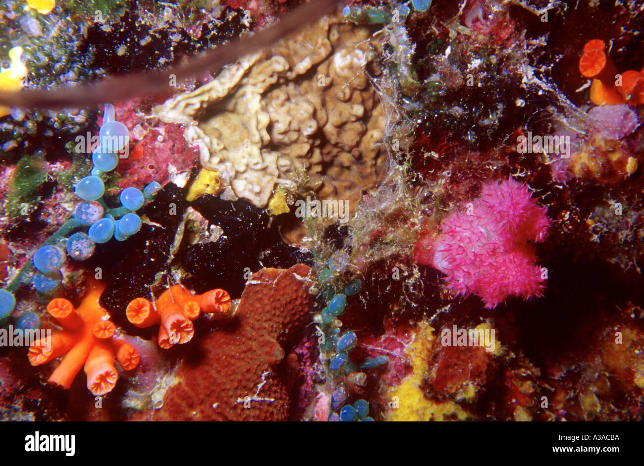 Corals in the Big Drop Off Ngemelis Wall Palau Micronesia Stock Photo ...