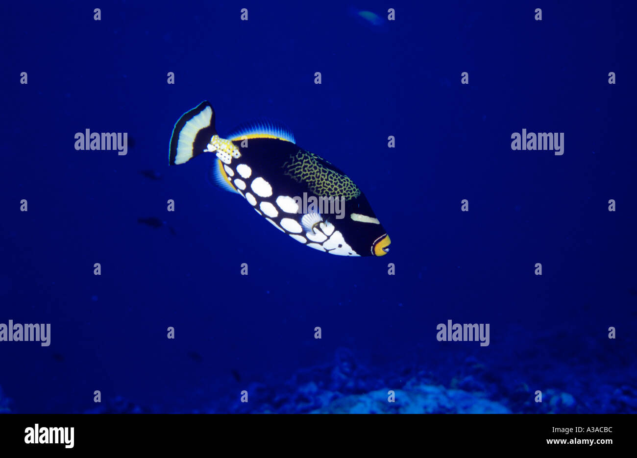 Clown triggerfish Balistoides conspicillum at New Drop-off West ...