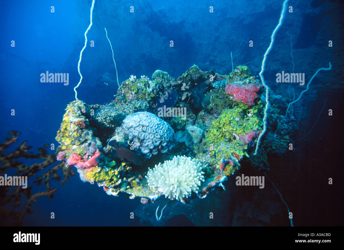 Corals and grouper on the tip of the broken mast of the Japanese WWII ...
