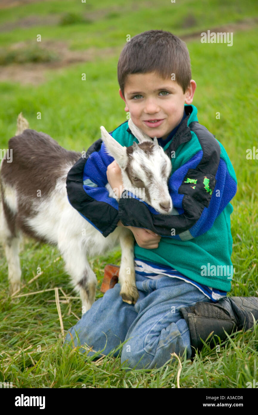Young goat animals animal kid horned young dairy hi-res stock ...