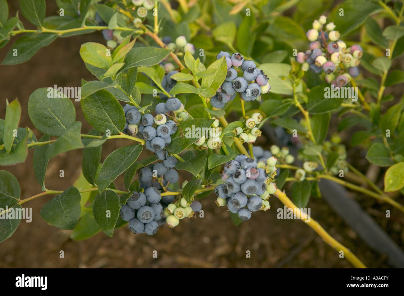 Early farming life hi-res stock photography and images - Alamy