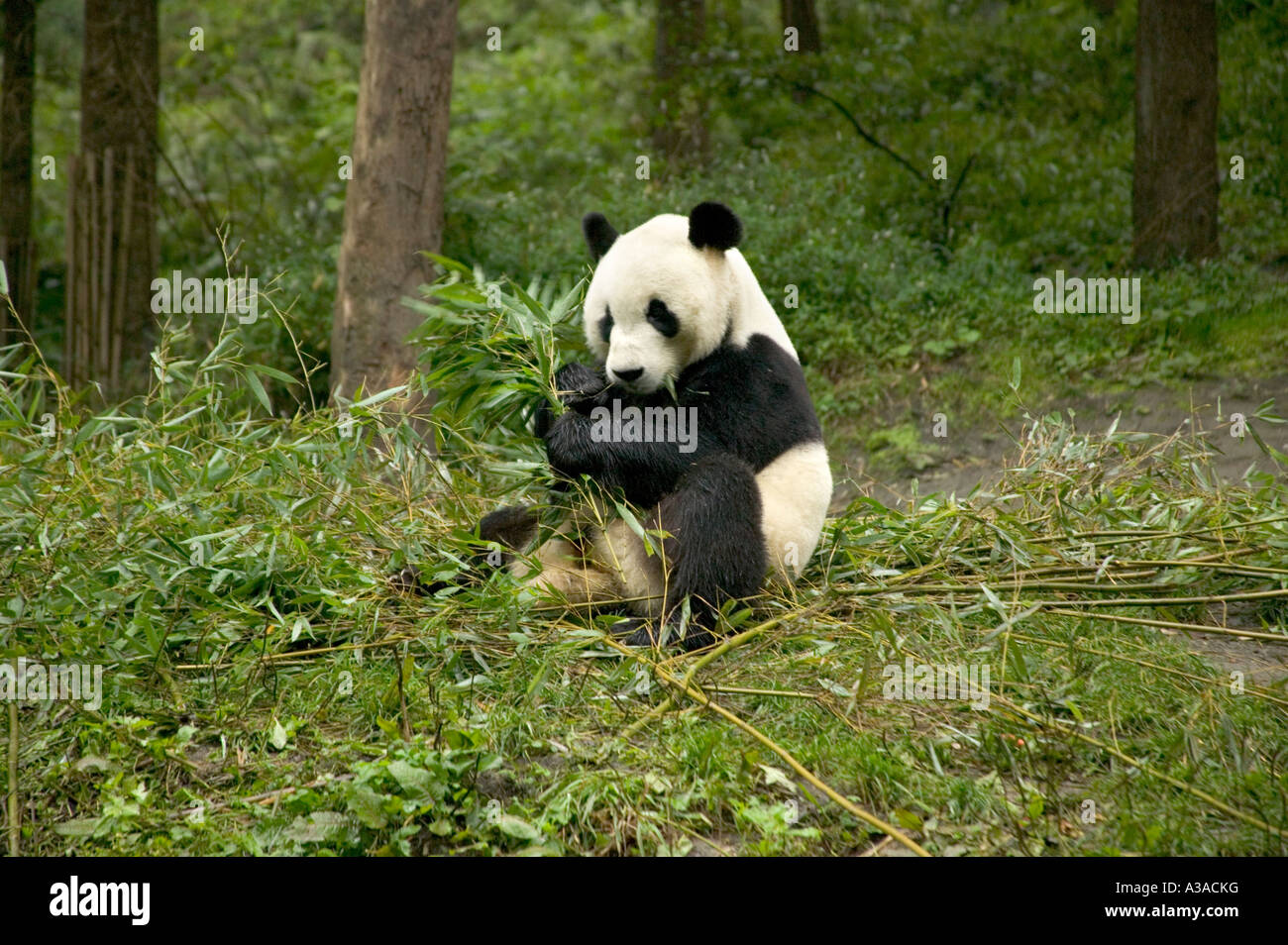 Giant bamboo floor hi-res stock photography and images - Alamy