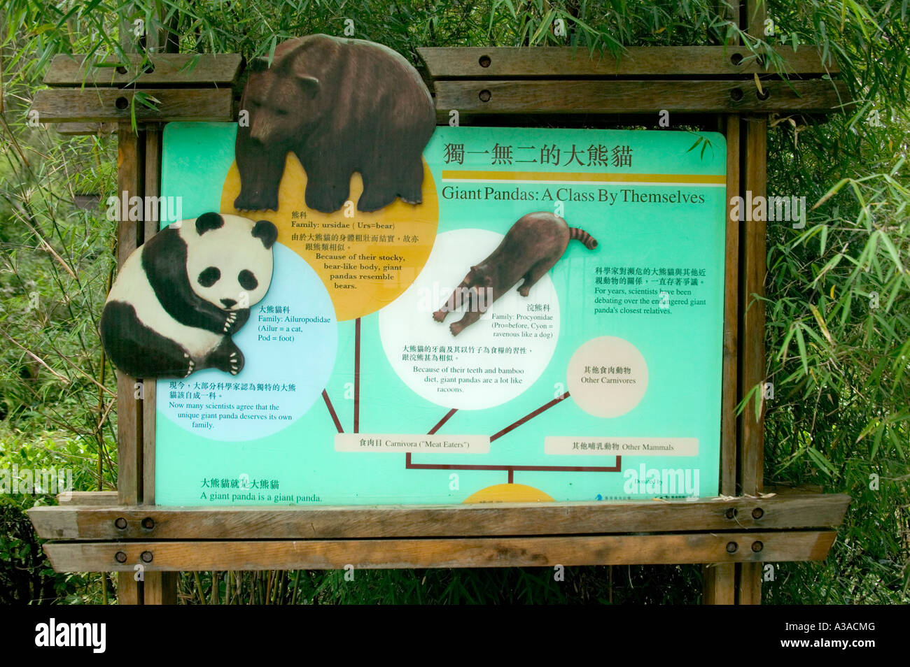 Informational sign, scientific explanation of the Giant Panda Stock ...