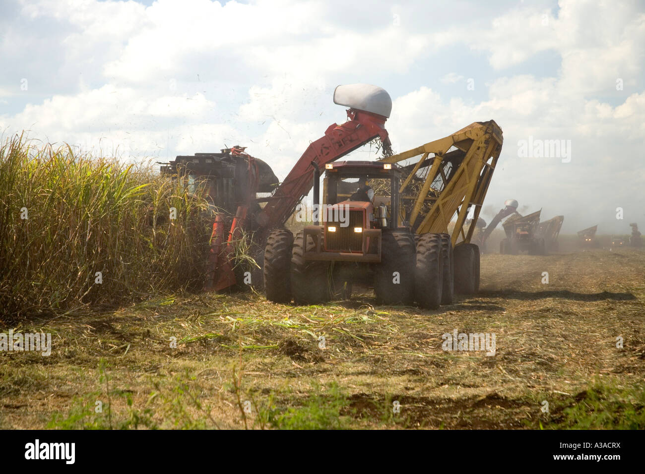 Sugar cane harvest, tractor pulling trailer Stock Photo - Alamy