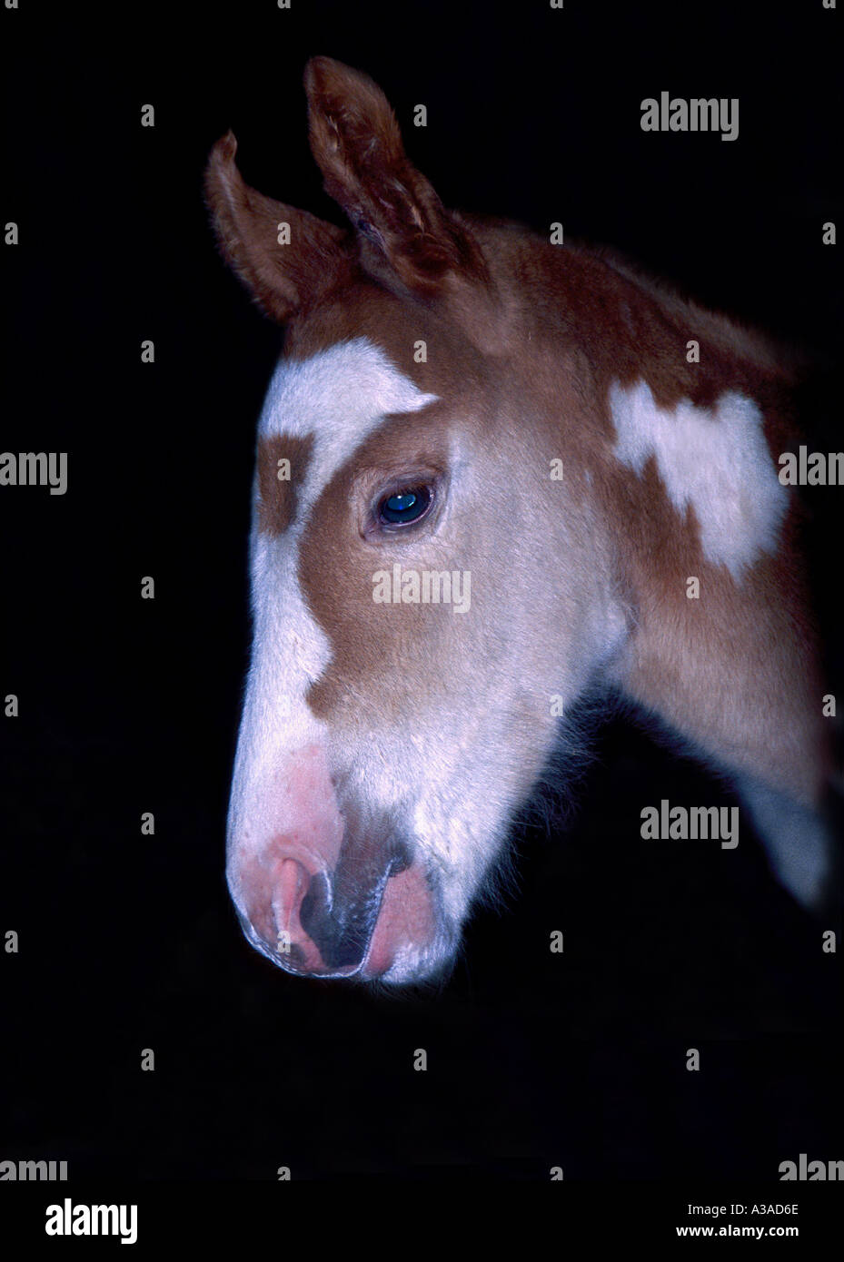 Male colt hi-res stock photography and images - Alamy