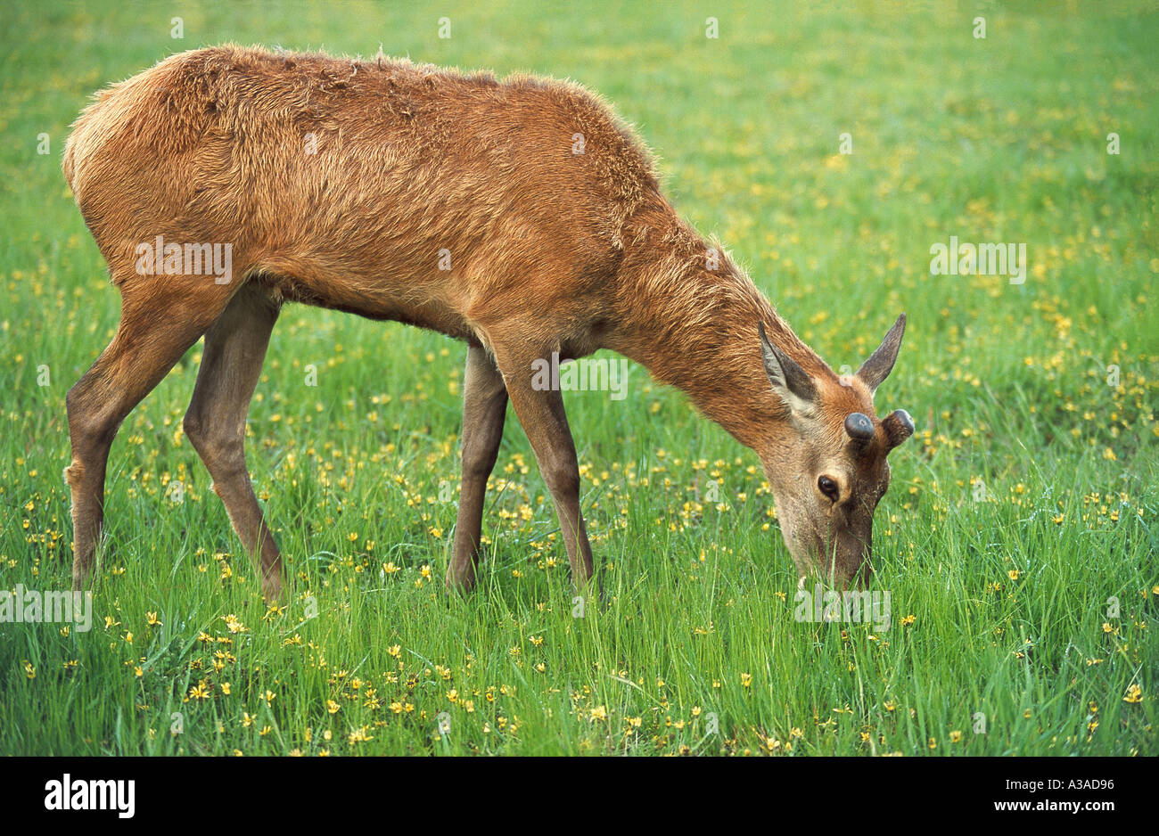Farming deer hi-res stock photography and images - Alamy