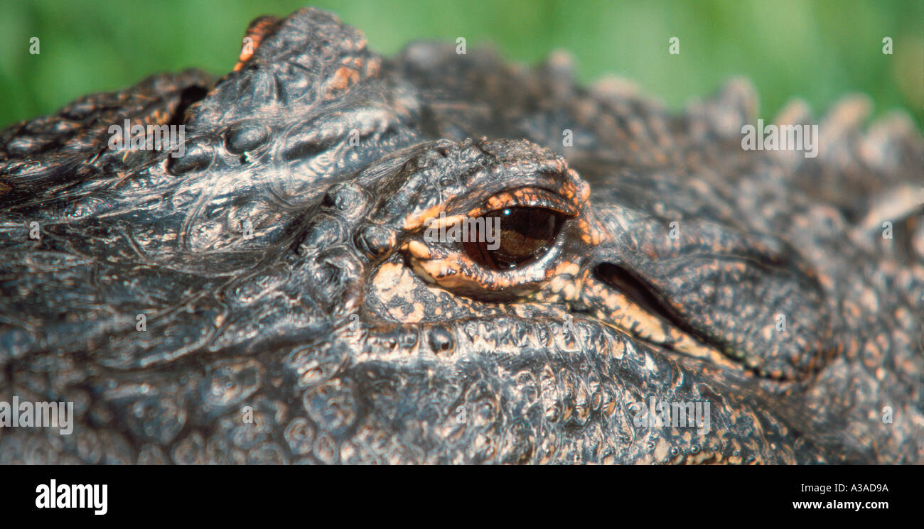 Alligator eyes hi-res stock photography and images - Alamy