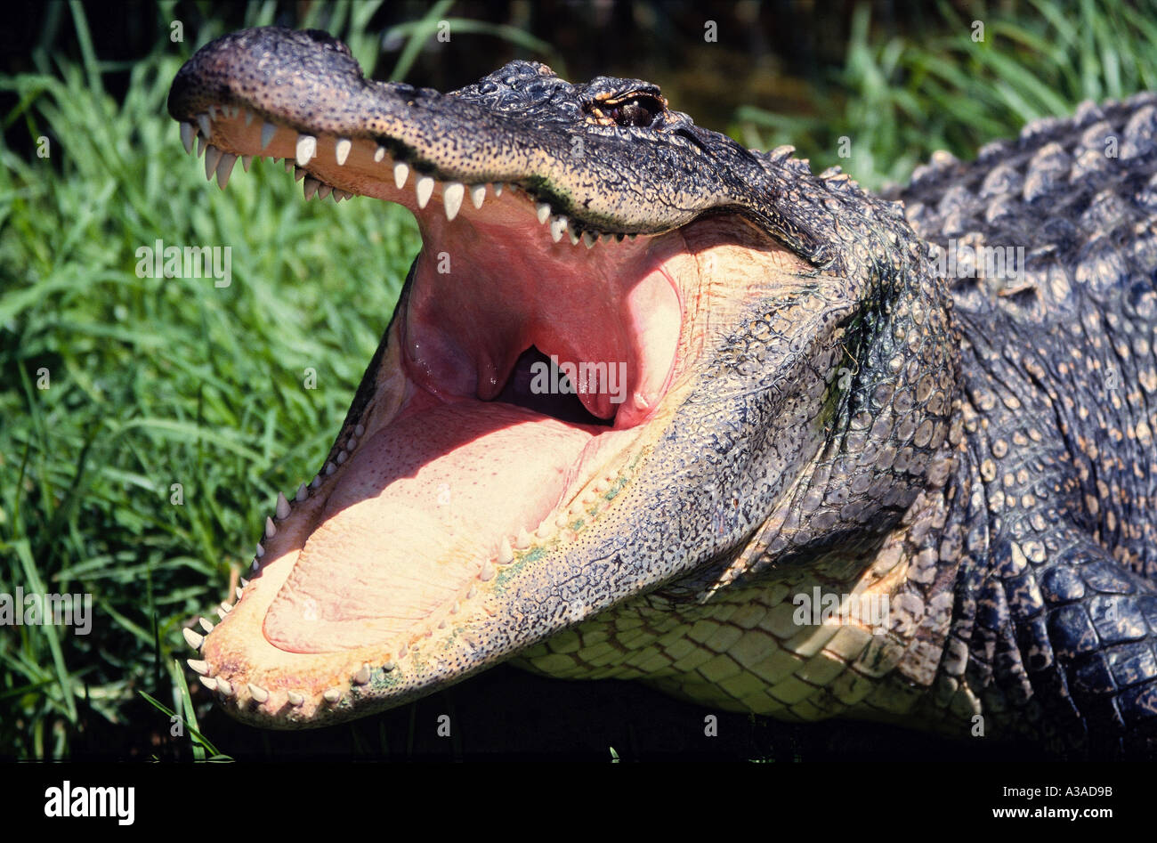 Gator mouth hi-res stock photography and images - Alamy