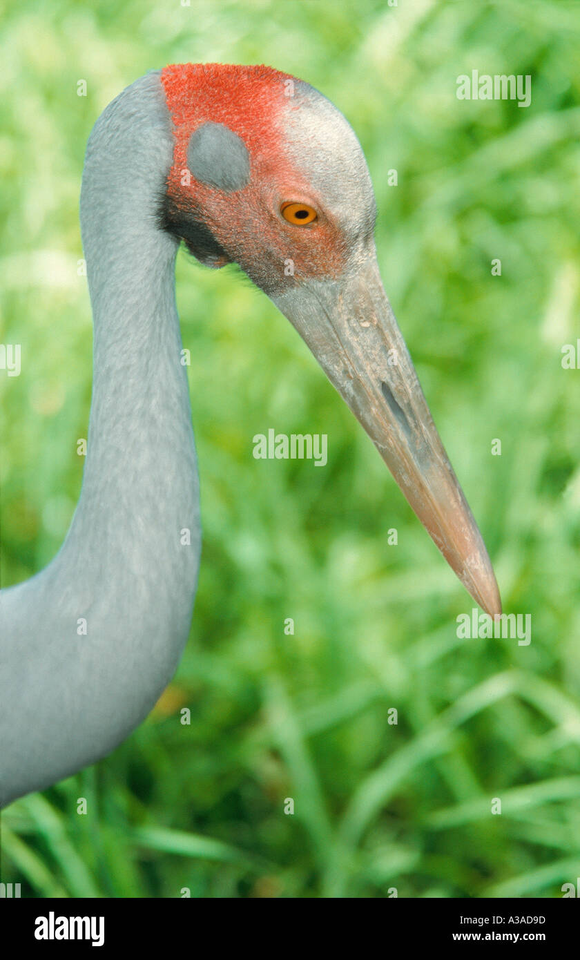 Brolga bird hi-res stock photography and images - Alamy