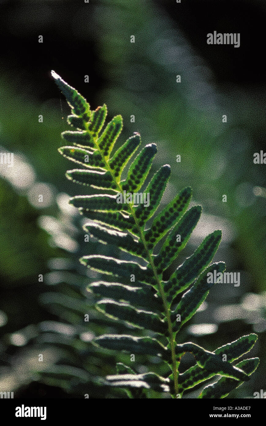 Backlit Fern with spores Stock Photo - Alamy