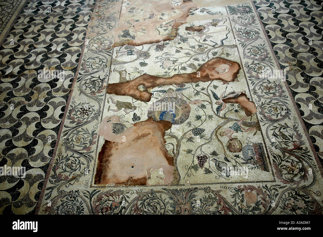 Papos hi-res stock photography and images - Alamy