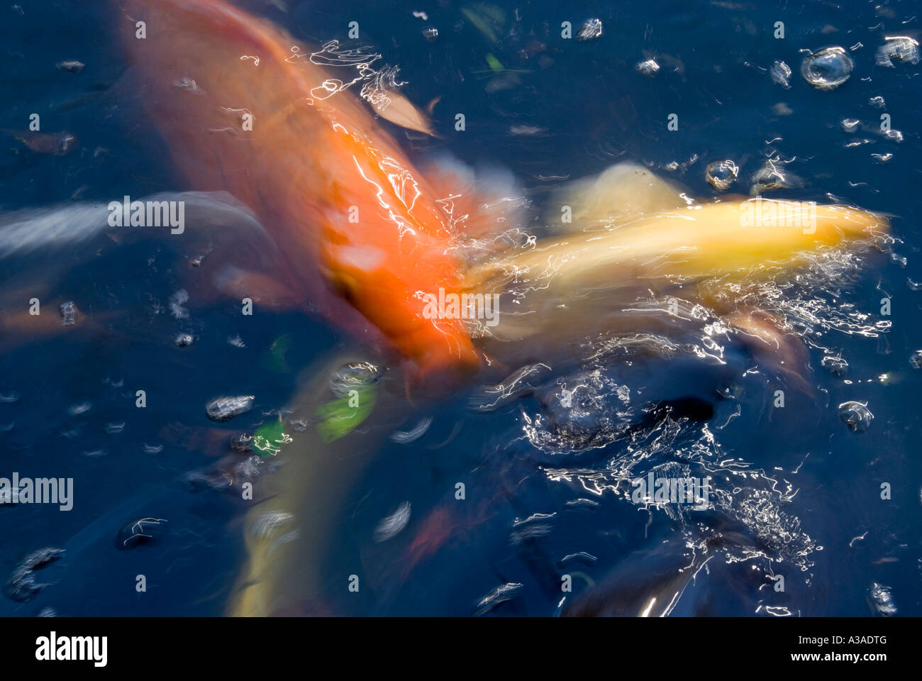 Koi Carp (Cyprinus carpio) in Japanese garden Stock Photo - Alamy