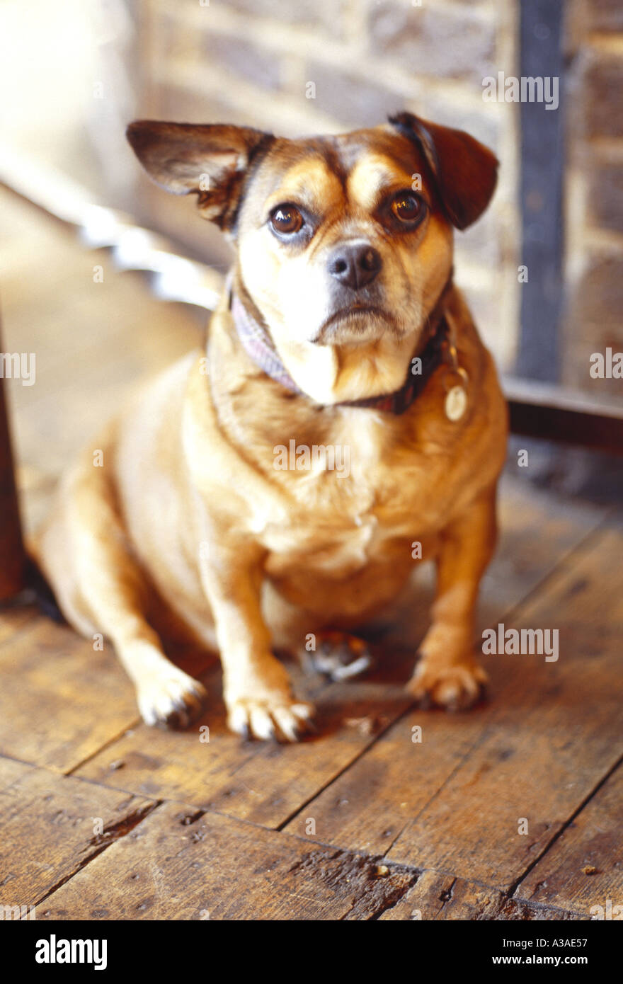 Dog in pup Stock Photo - Alamy