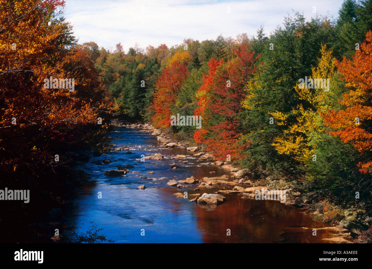 Blackwater River fall foliage West Virginia Stock Photo - Alamy