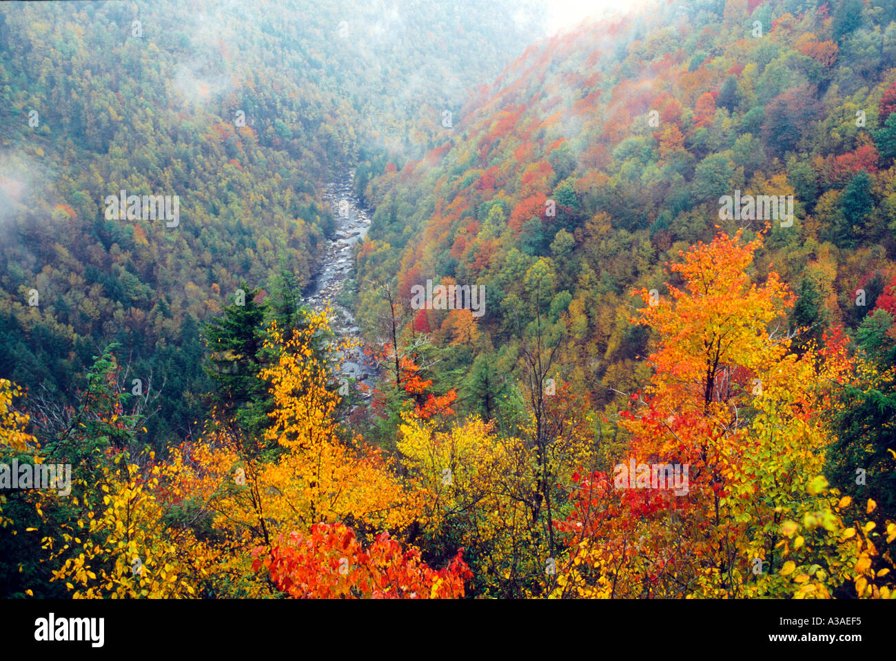 Aerial, Blackwater River valley with explosive fall color, West ...
