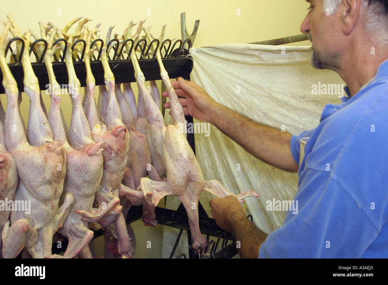 Killing chicken hi-res stock photography and images - Alamy