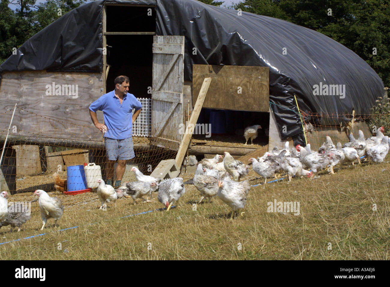 Inspecting chickens hi-res stock photography and images - Alamy
