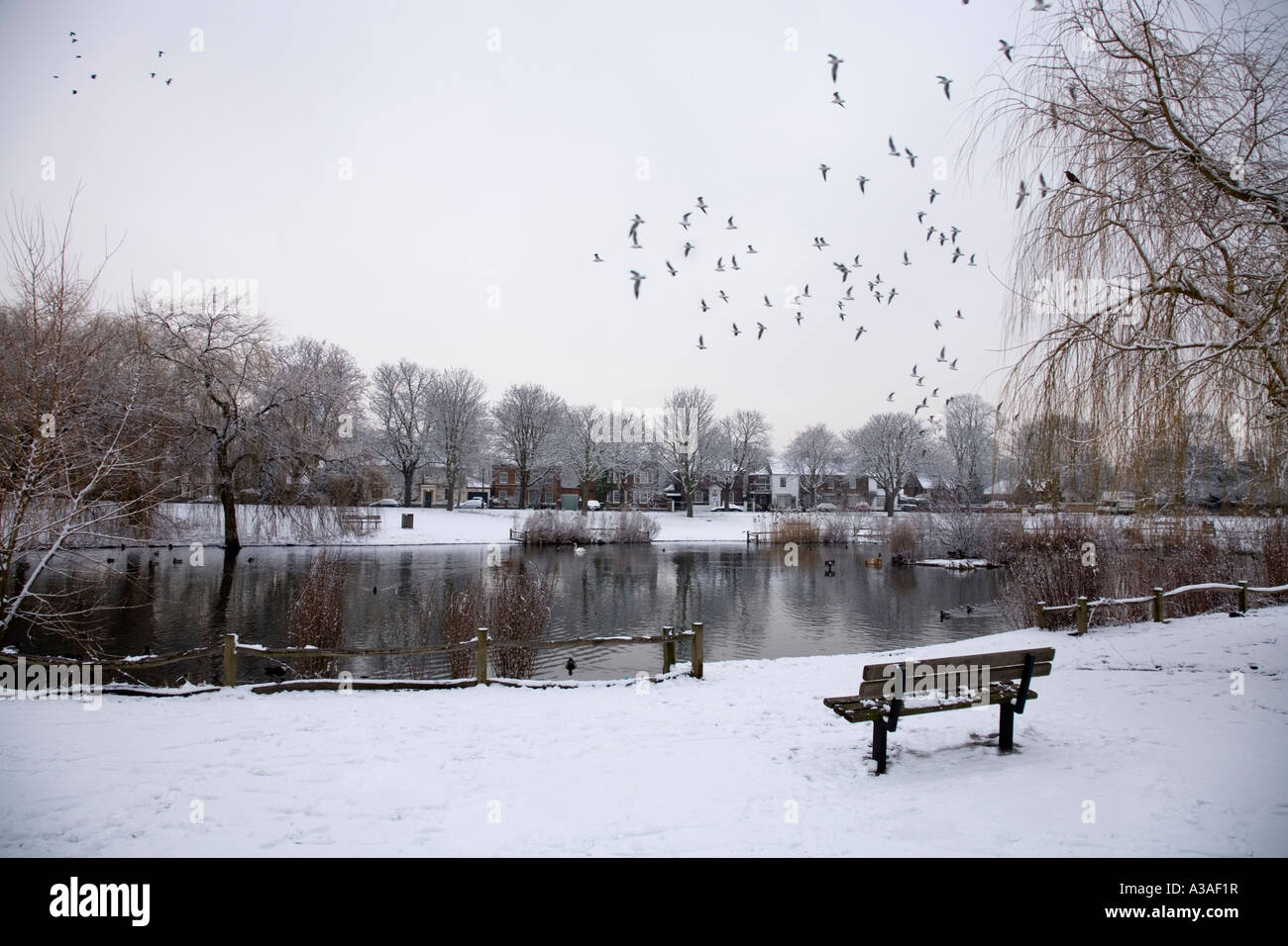 Ham Common pond and wild birds. Ham. Surrey UK Stock Photo - Alamy