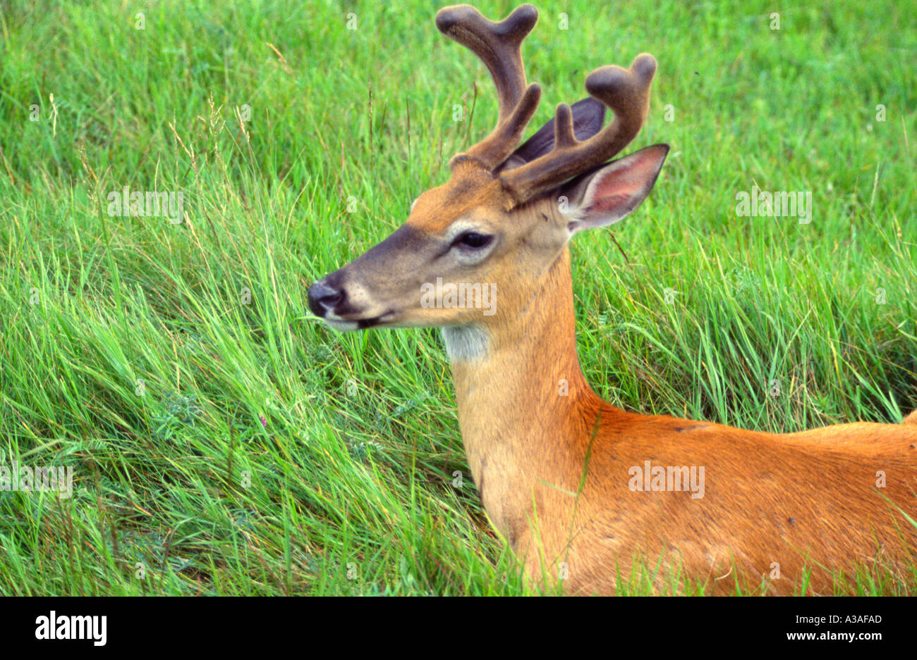 Hind in field Stock Photo - Alamy